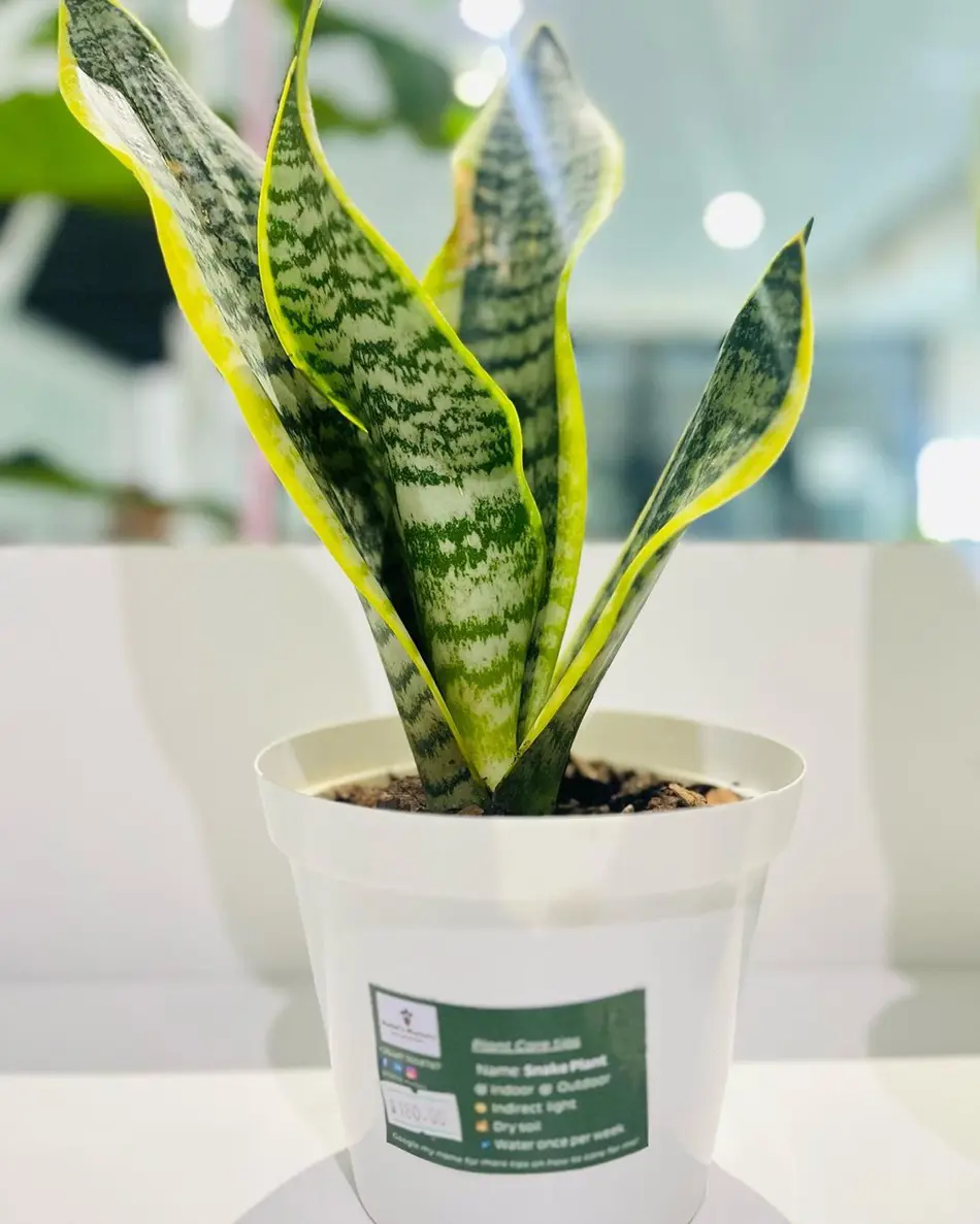 How To Make Your Snake Plant Flower