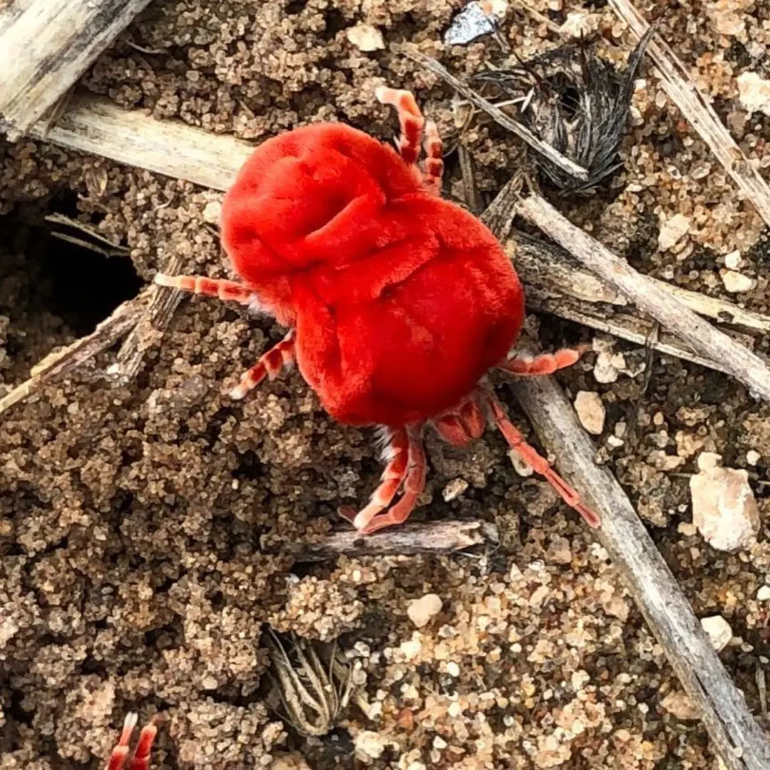 How To Get Rid of Clover Mites, the Tiny Red Bugs