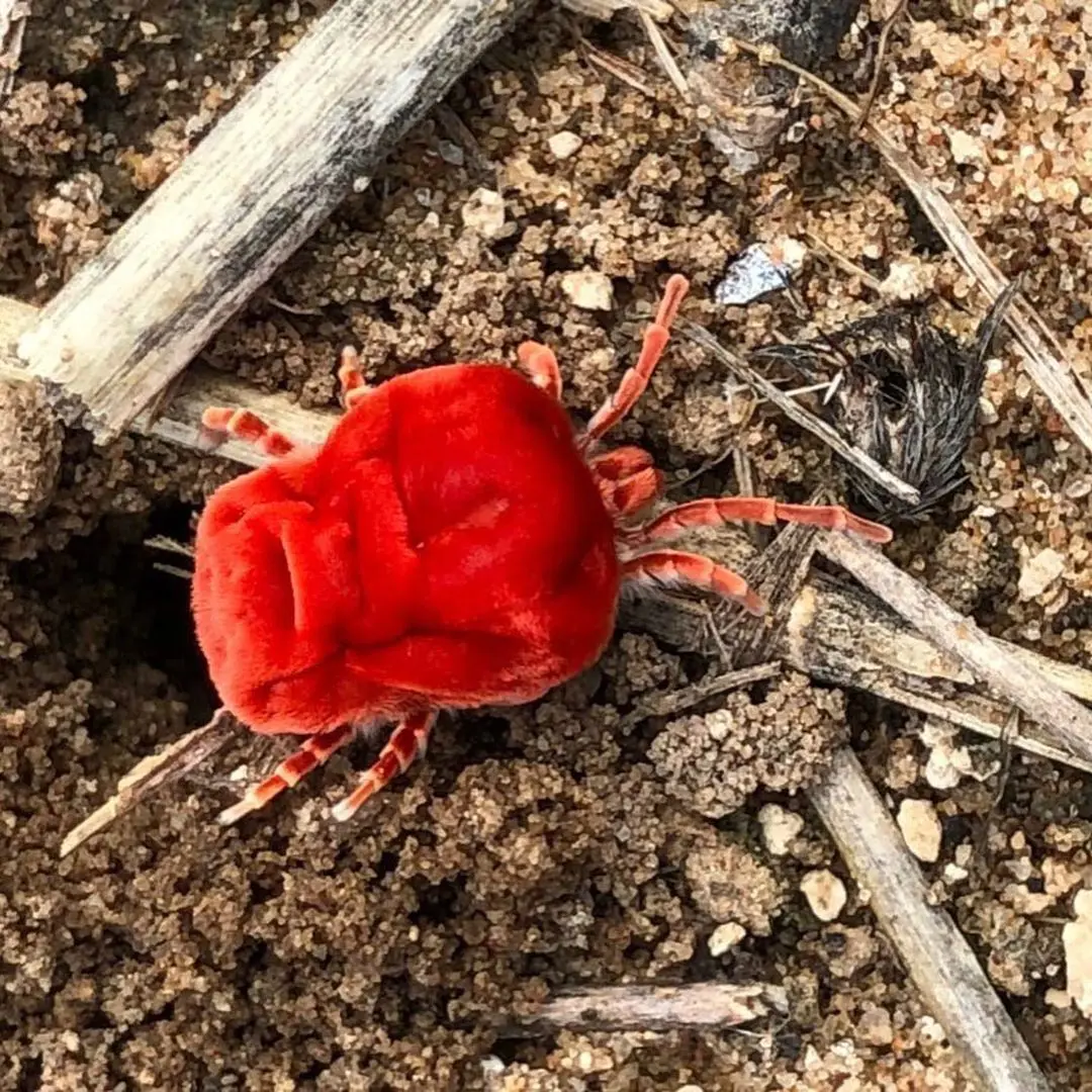 How To Get Rid of Clover Mites, the Tiny Red Bugs
