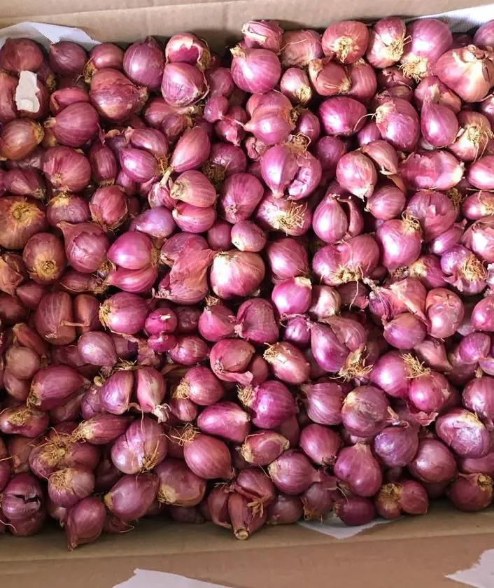 How To Store Onions