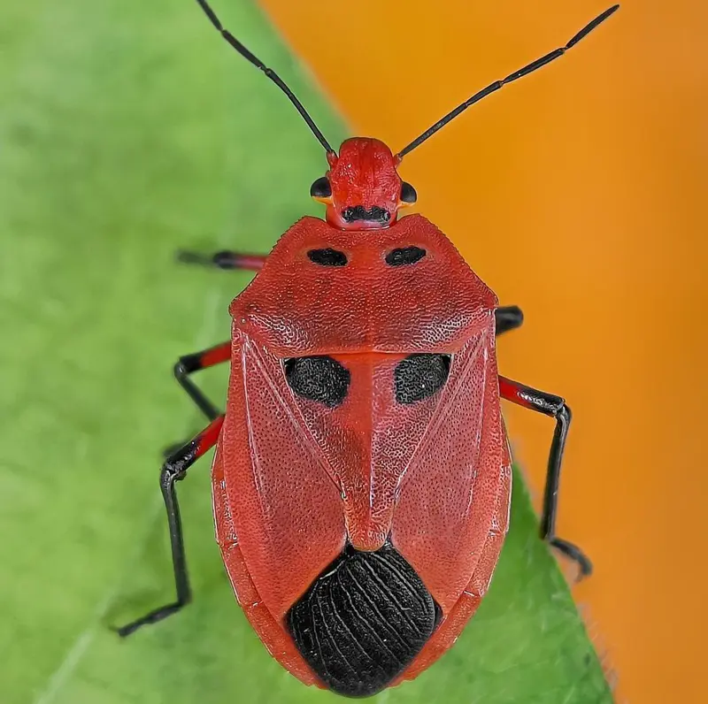 What Do Stink Bugs Eat In Your Home And Wild