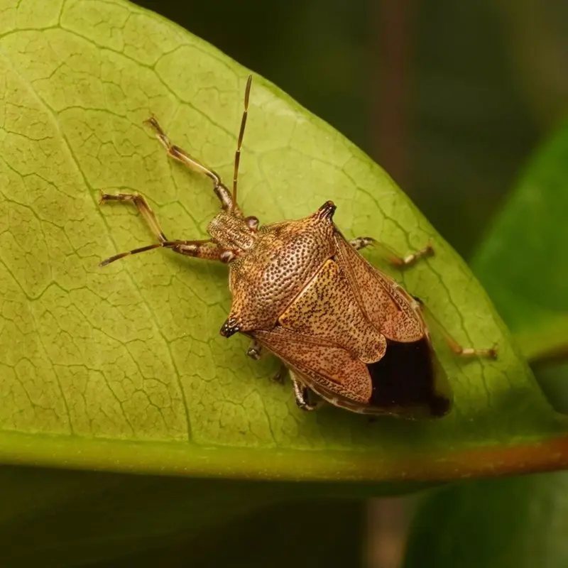 What Do Stink Bugs Eat In Your Home And Wild