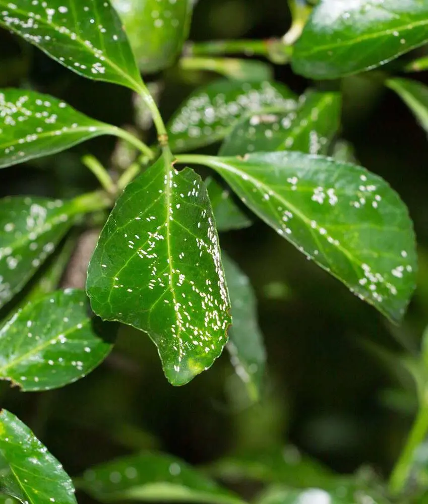 How To Get Rid Of Spider Mites Through Home Based Solutions