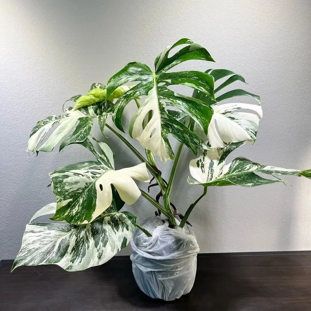 How To Repot Monstera Plant
