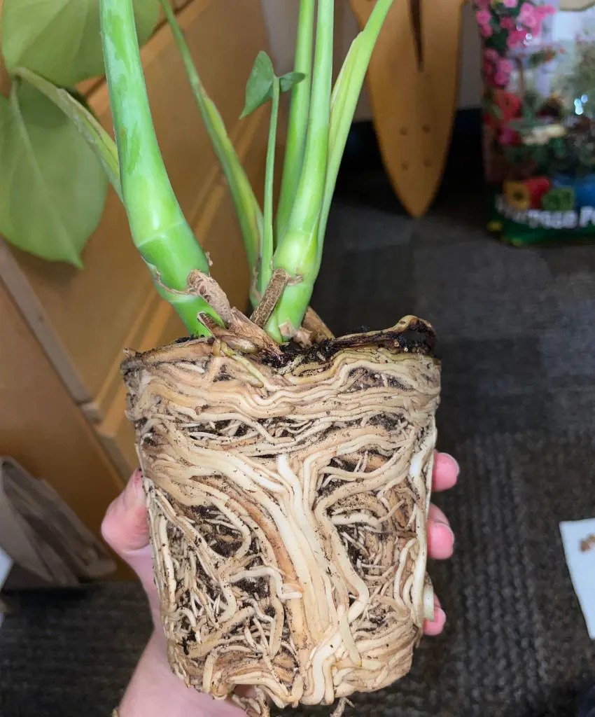 How To Repot Monstera Plant