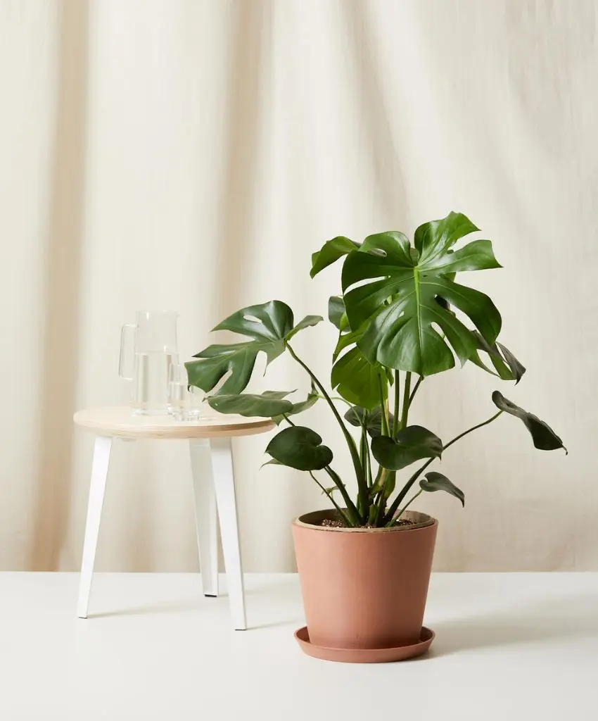 How To Repot Monstera Plant