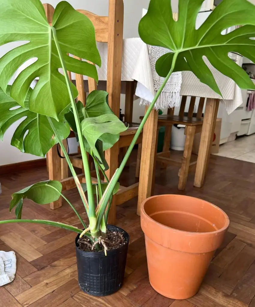 How To Repot Monstera Plant