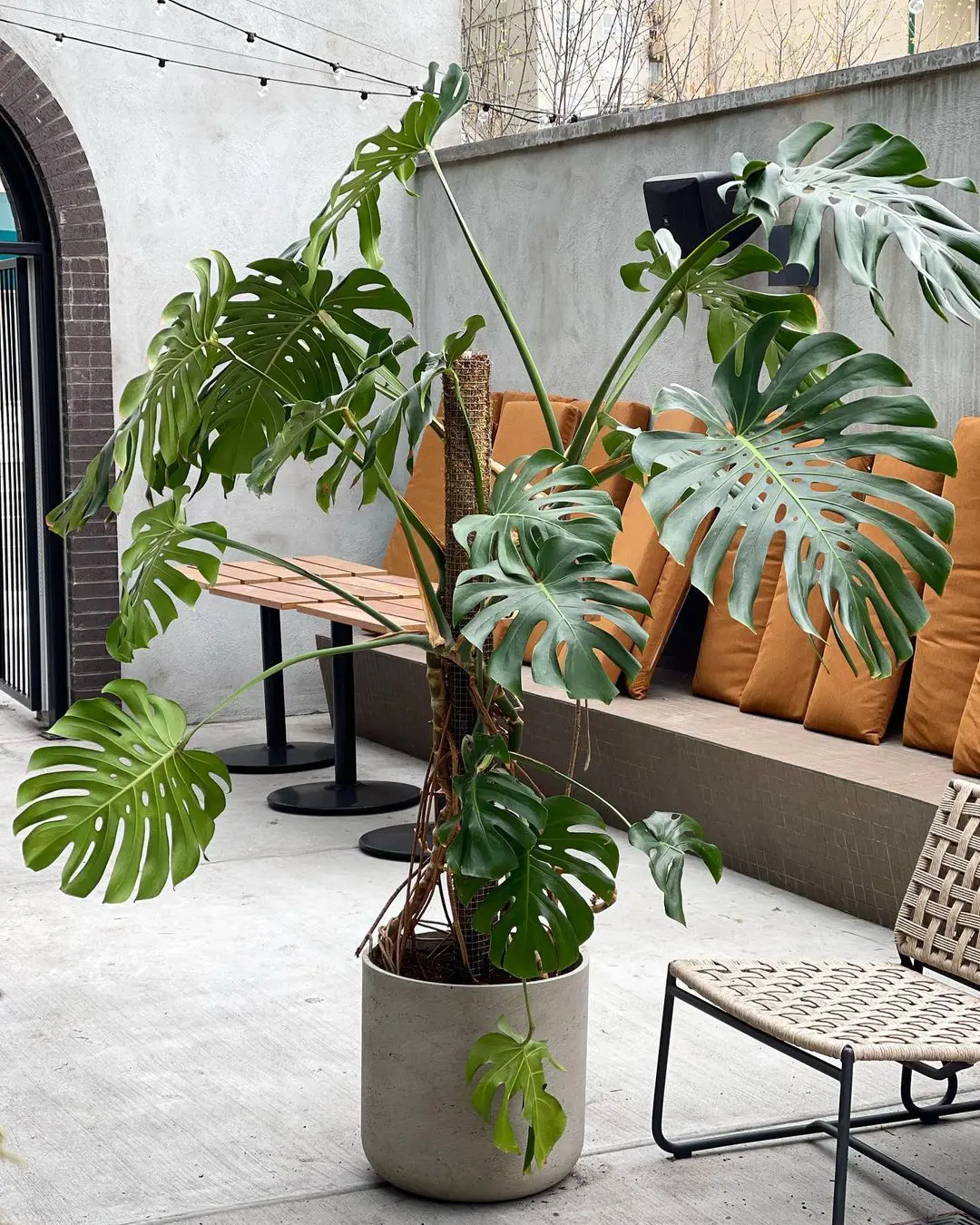 How To Repot Monstera Plant