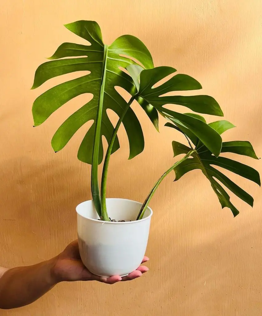 How To Repot Monstera Plant