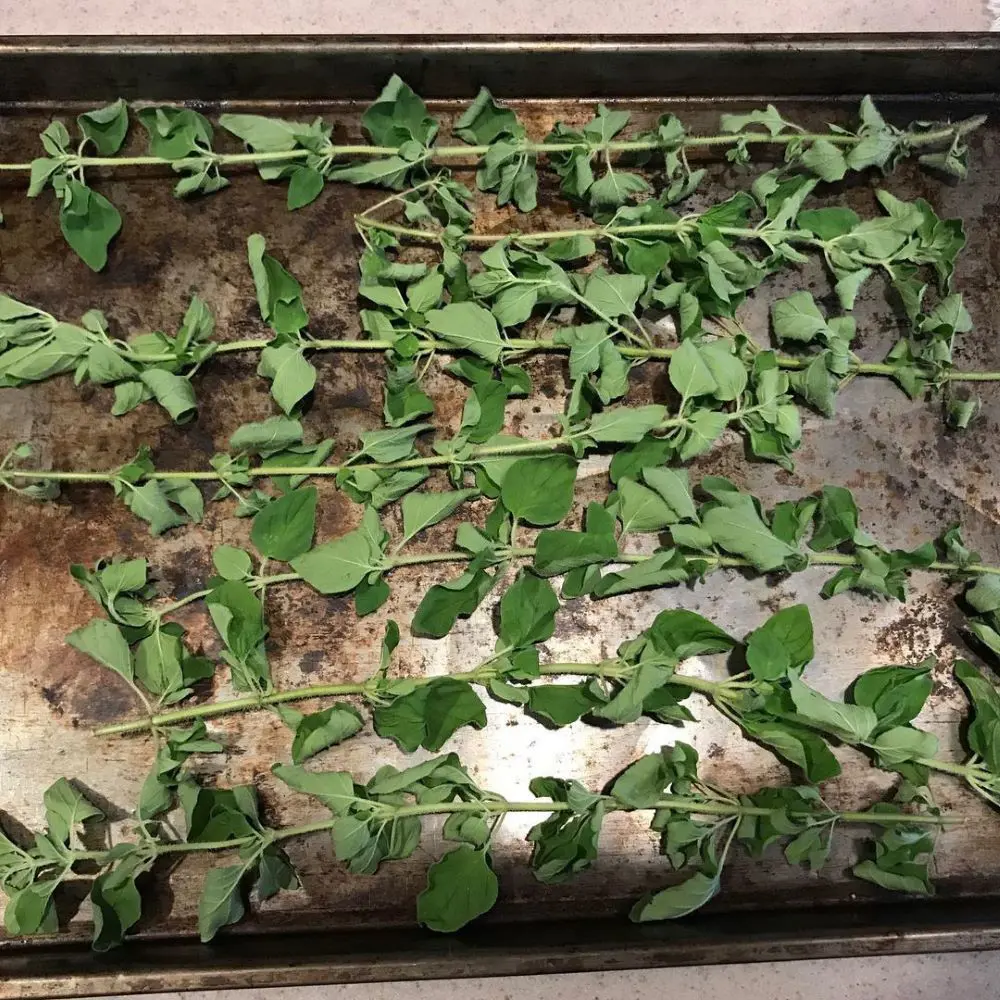10 Ways To Dry Oregano At Home