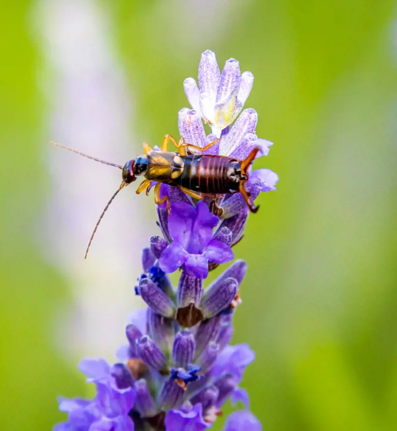 Care Tips For Lavender Plant