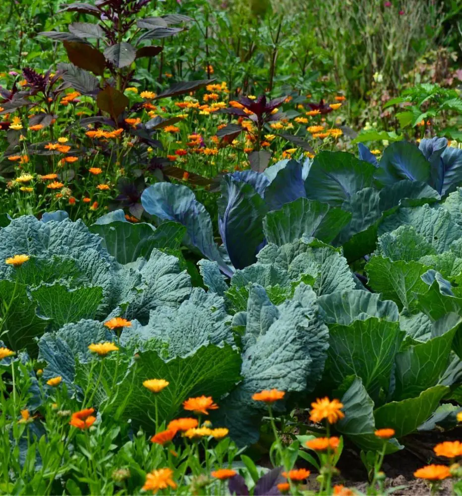 Companion Planting Chart To Grow Your Veggie Garden