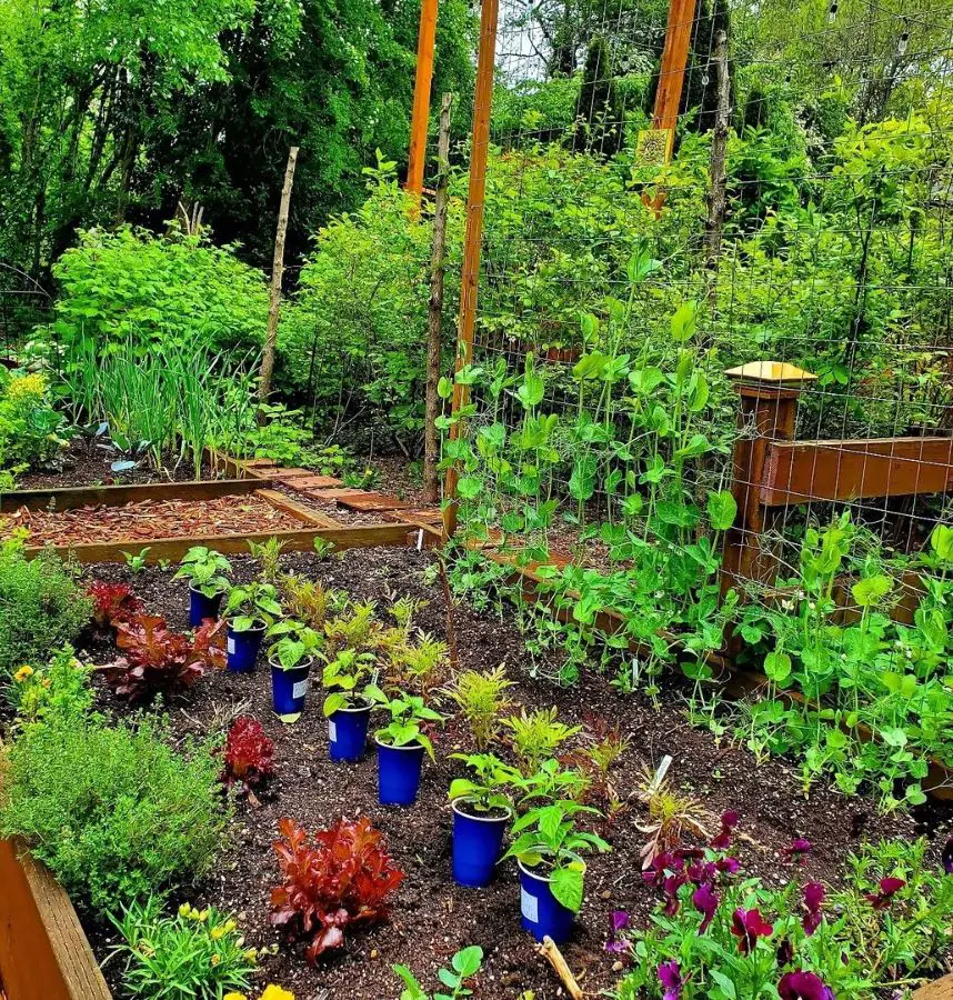 Companion Planting Chart To Grow Your Veggie Garden