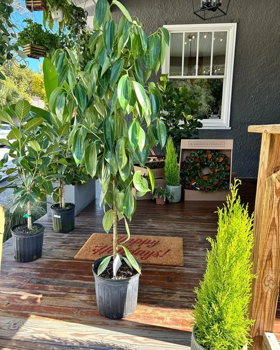 How To Grow Cinnamon and Care Guide