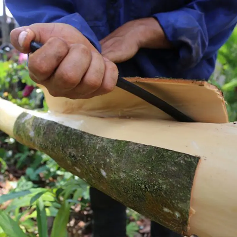 How To Grow Cinnamon and Care Guide
