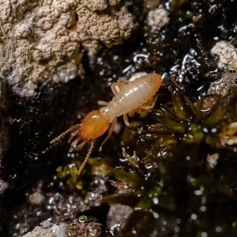 A List of 20 Common Bugs In Florida