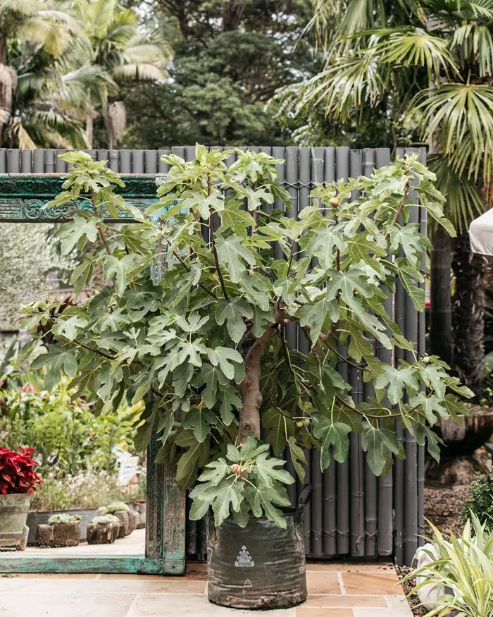 How To Grow And Care For Fig Trees