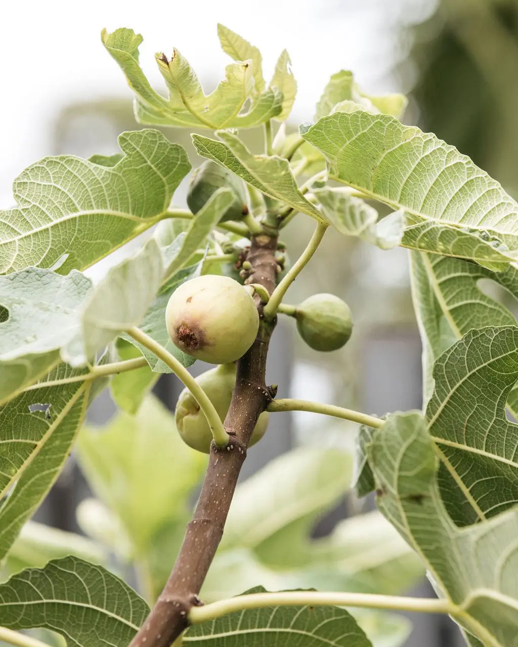 How To Grow And Care For Fig Trees