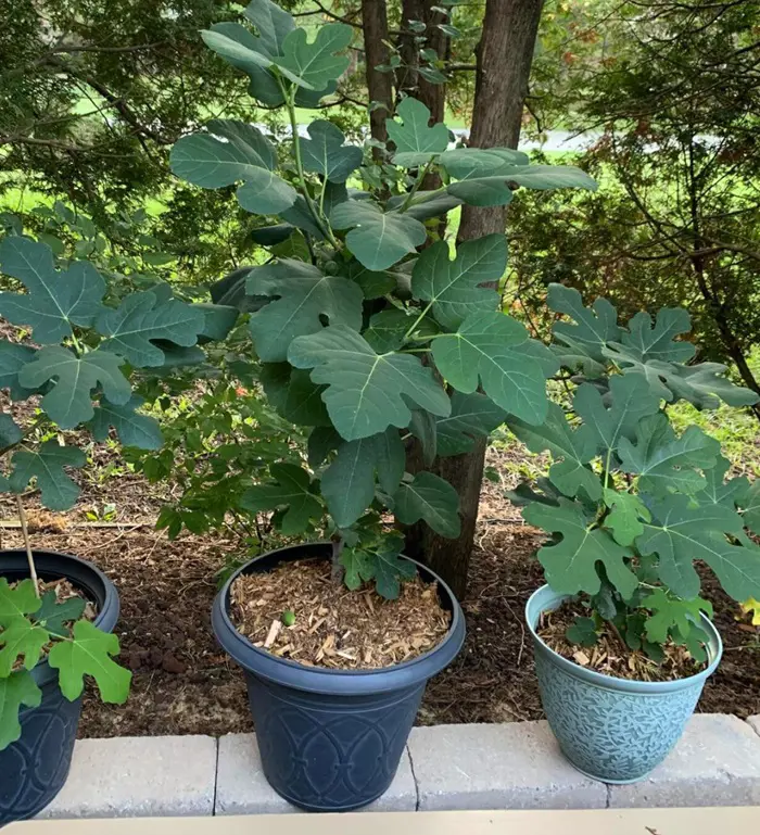 How To Grow And Care For Fig Trees