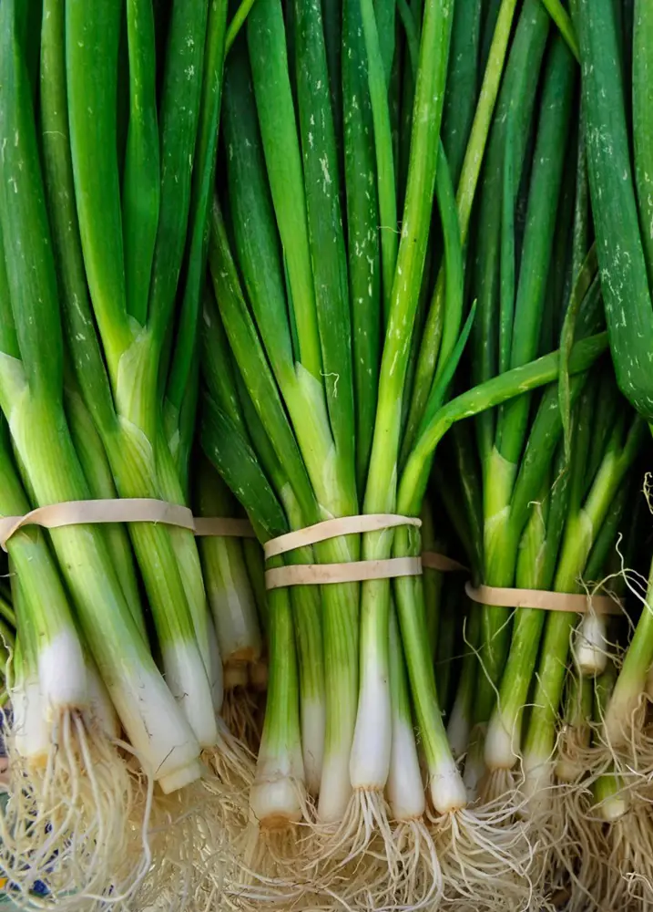 20 Kale Companion Plants For A Green Garden