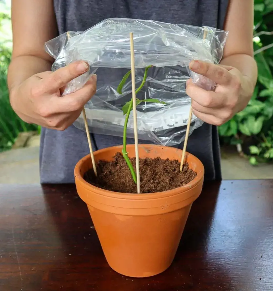 How To Propagate Roses In 12 Steps