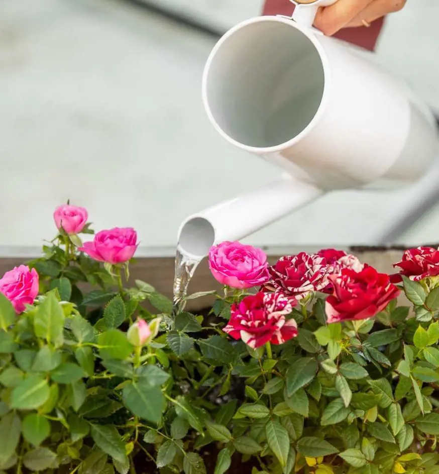 How To Propagate Roses In 12 Steps