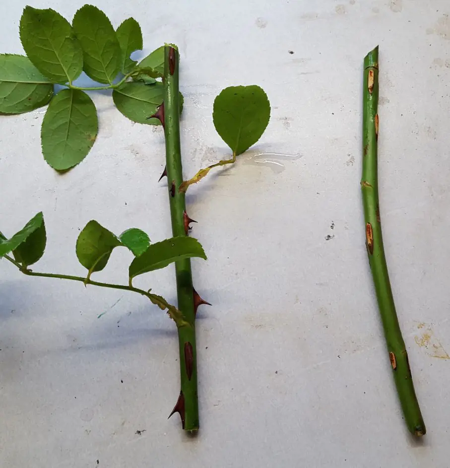 How To Propagate Roses In 12 Steps