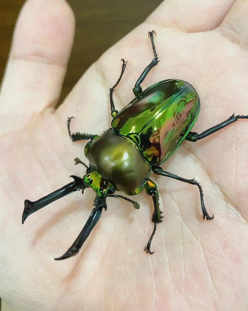 20 Suprising Facts About Stag Beetles