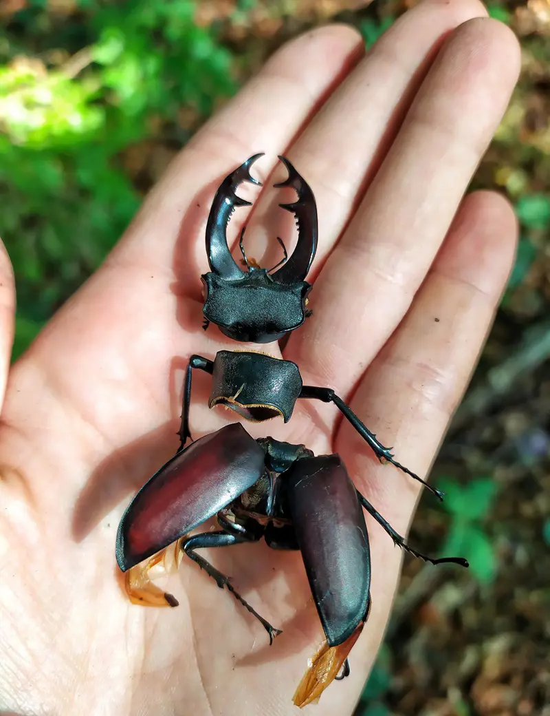20 Suprising Facts About Stag Beetles