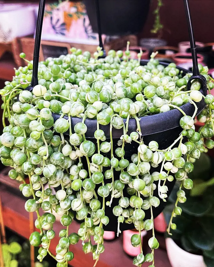 String Of Pearls Care Tips With Growing Guide