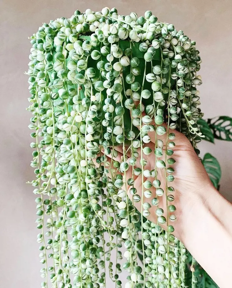 String Of Pearls Care Tips With Growing Guide