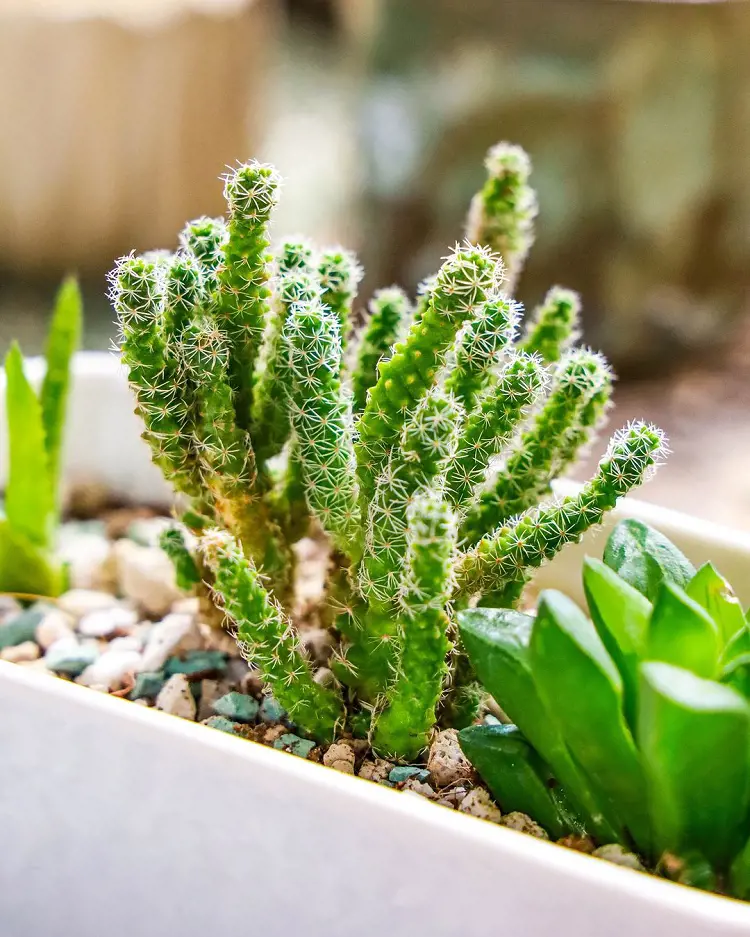 How To Propagate Cactus In 9 Ways