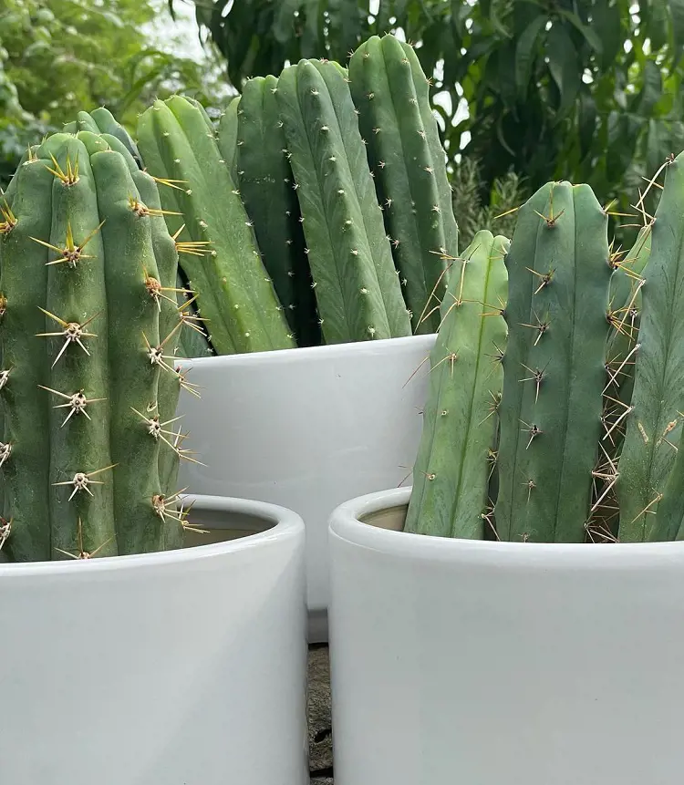 How To Propagate Cactus In 9 Ways