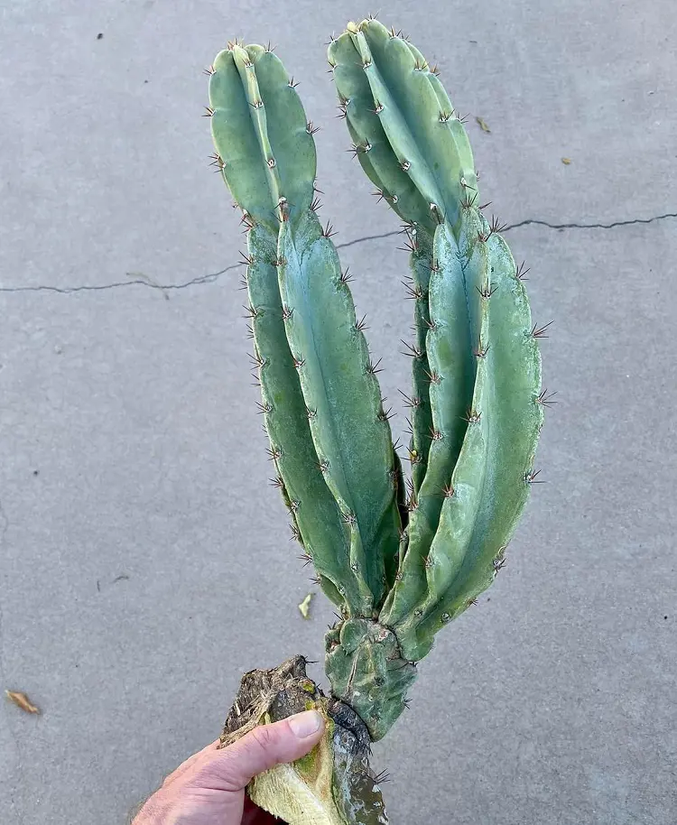 How To Propagate Cactus In 9 Ways