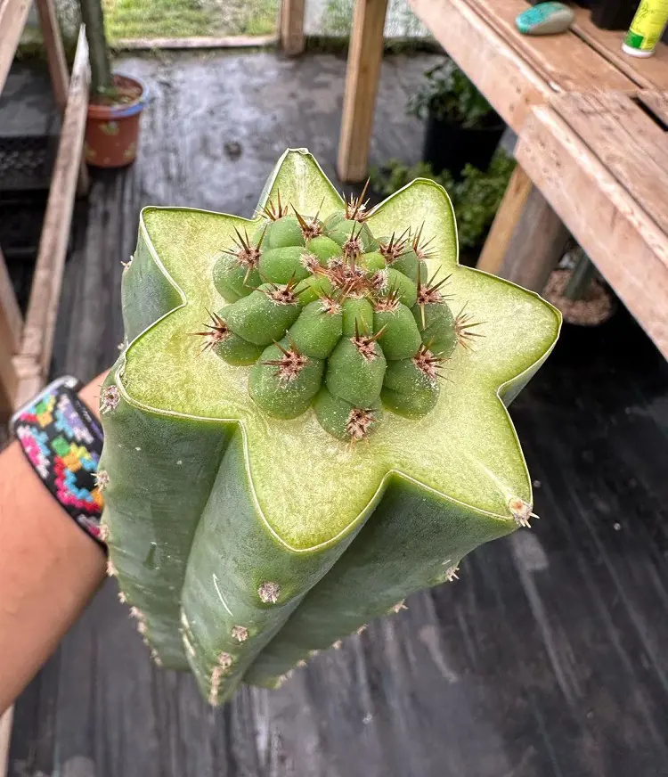 How To Propagate Cactus In 9 Ways