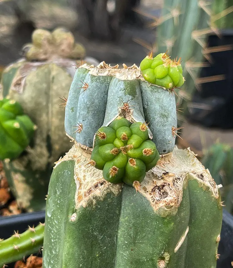 How To Propagate Cactus In 9 Ways
