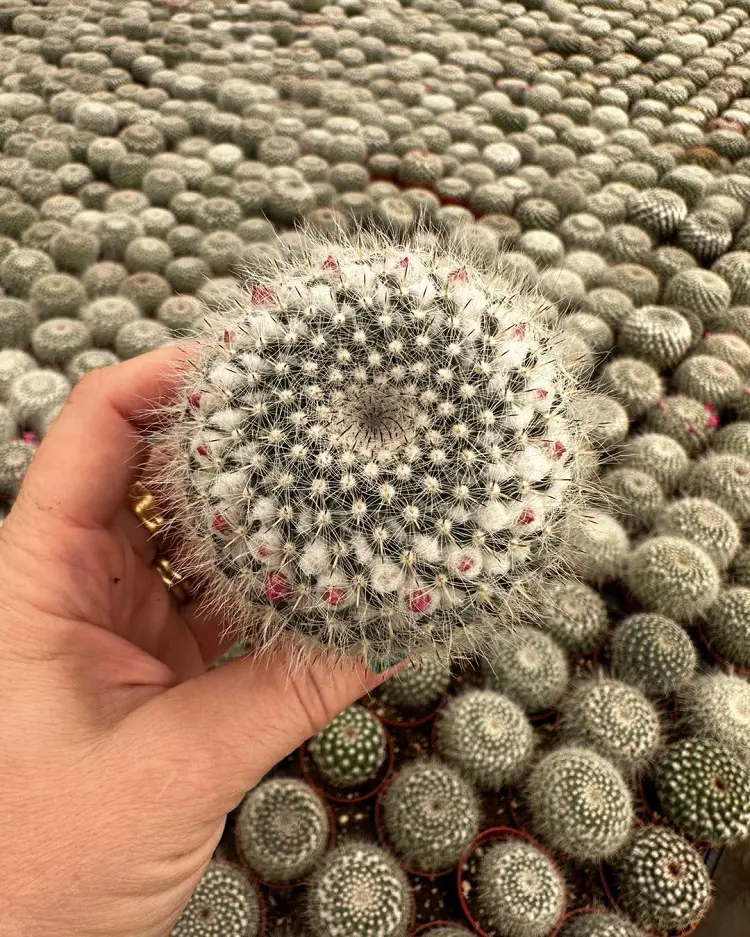How To Propagate Cactus In 9 Ways