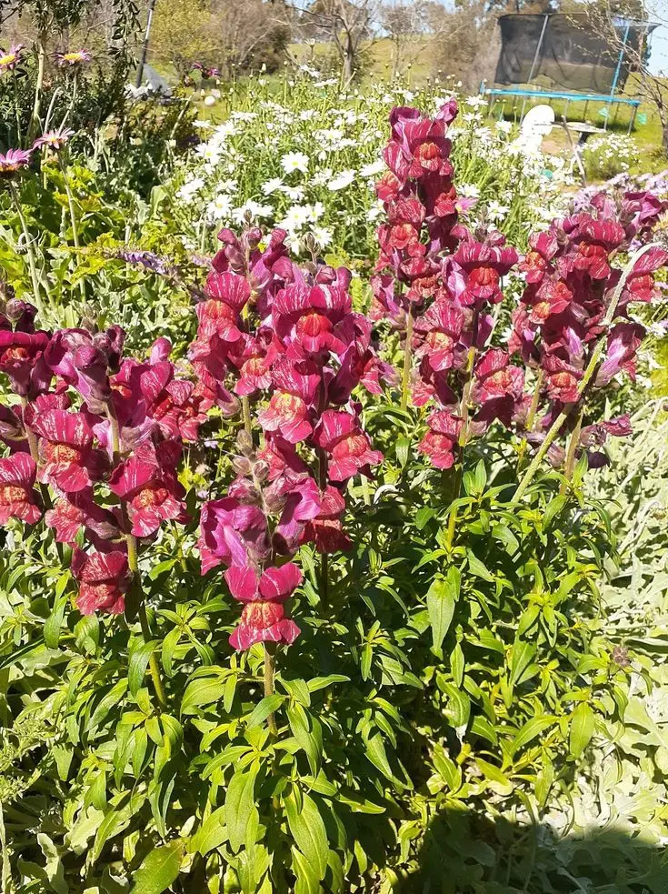 How To Plant, Grow And Care For Snapdragons