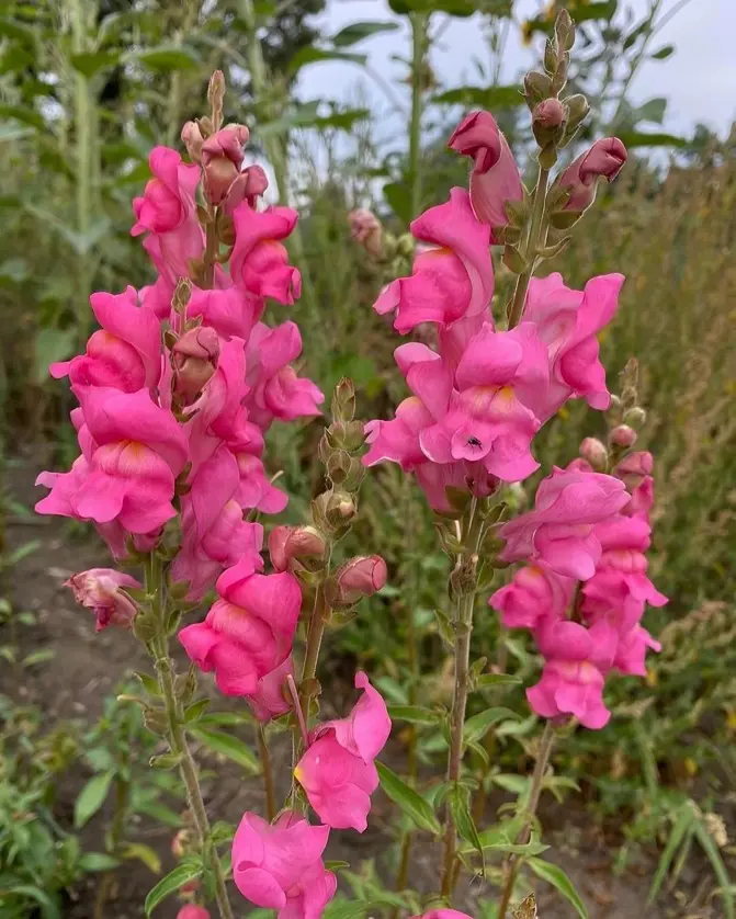 How To Plant, Grow And Care For Snapdragons