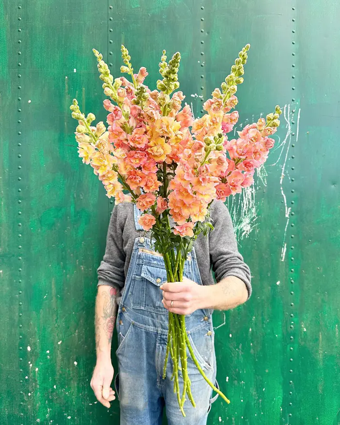 How To Plant, Grow And Care For Snapdragons