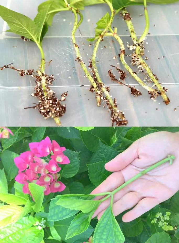 Methods To Propagate Hydrangea Like A Pro