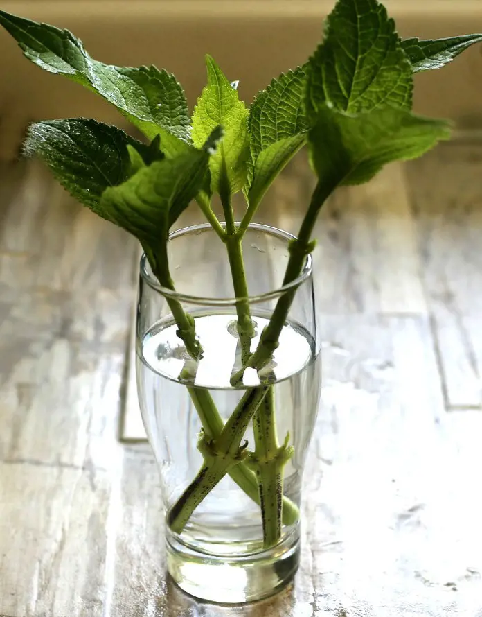 Methods To Propagate Hydrangea Like A Pro