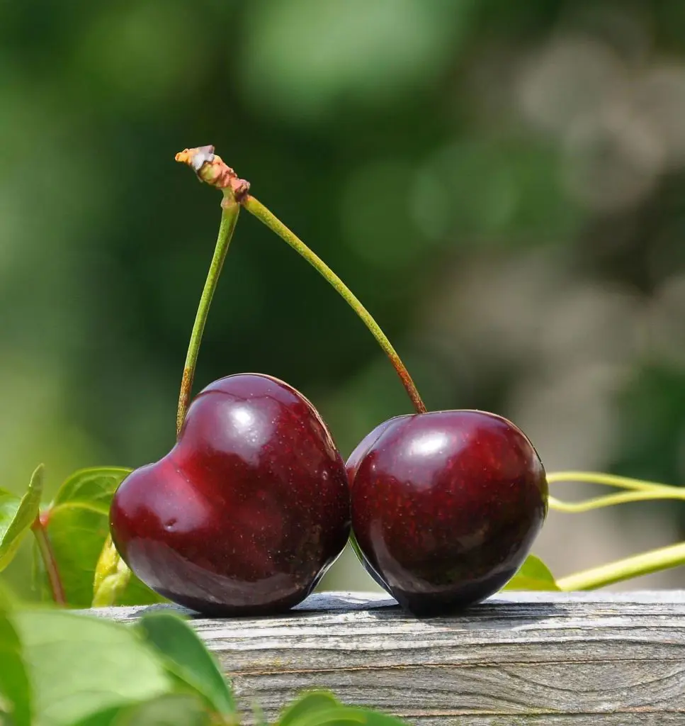 How to Store Cherries For Lasting Freshness
