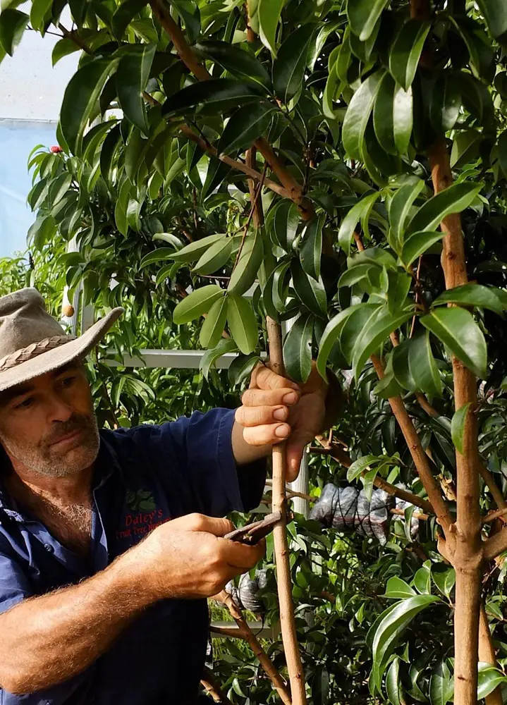 How To Grow and Care Lychee In Your garden