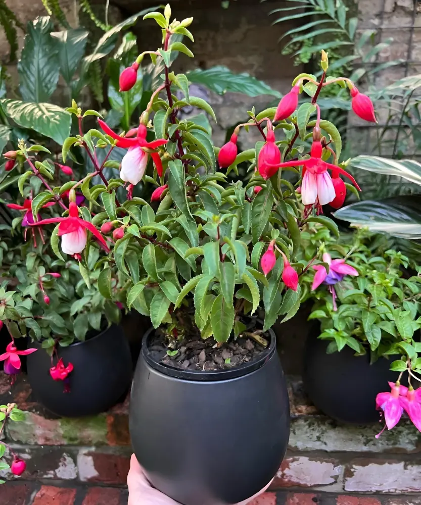 Grow And Care Fuchsia Plant With Blooming Tips