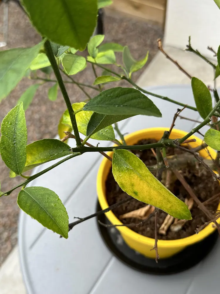 Why Are My Lemon Tree Leaves Turning Yellow