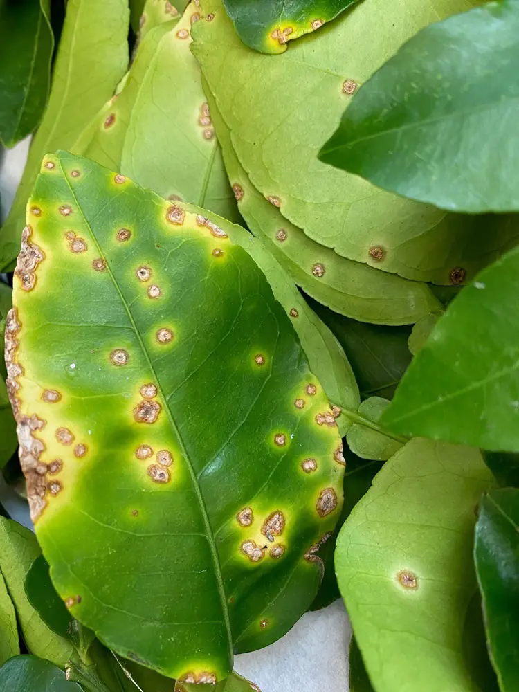 Why Are My Lemon Tree Leaves Turning Yellow