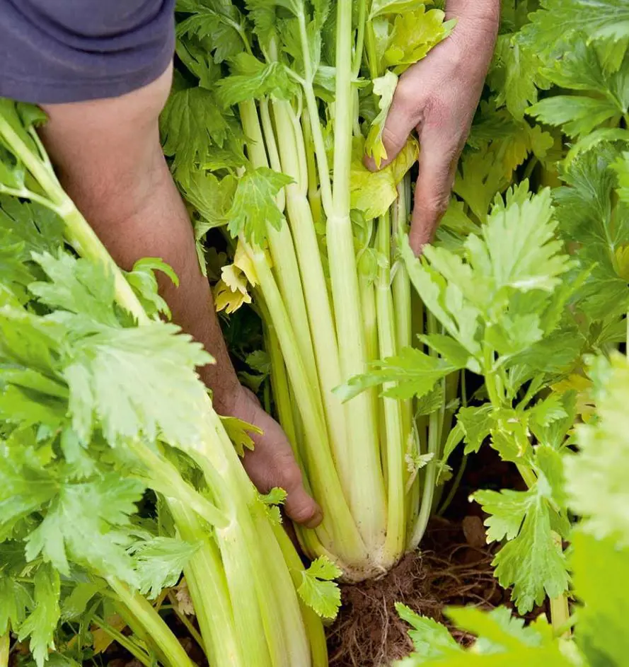 How To Plant, Grow And Care Celery In Your Garden