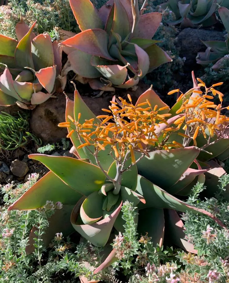 21 Types Of Aloe Plants With Pictures