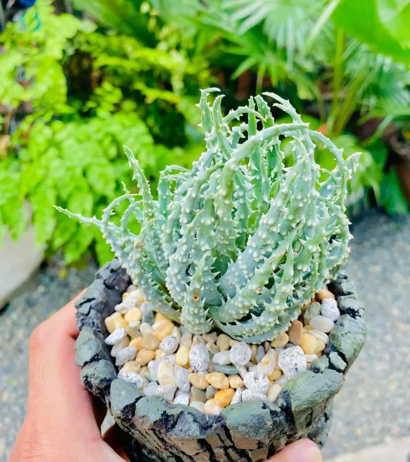 21 Types Of Aloe Plants With Pictures